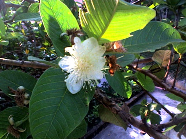 Psidium guajava Seeds - Common Guava – thegardenofset