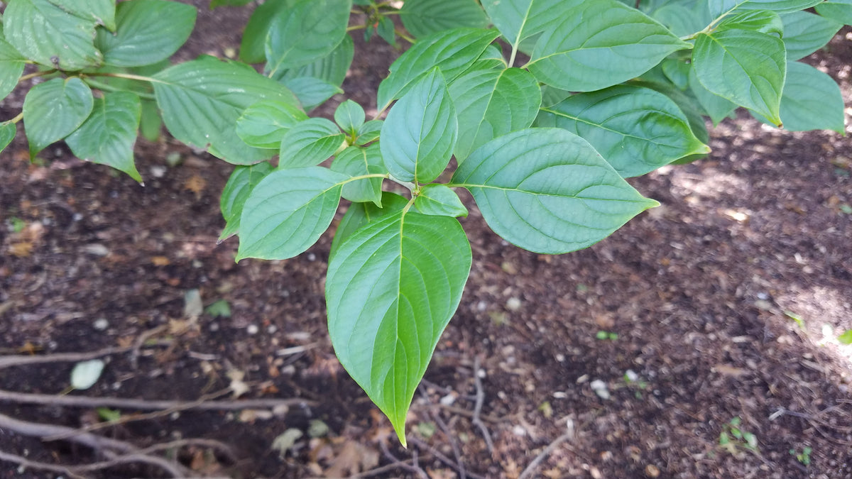 Cornus alternifolia Seeds - Pagoda Dogwood – thegardenofset