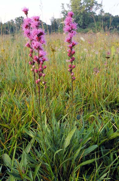 Liatris aspera Seeds - Rough Blazing Star – thegardenofset