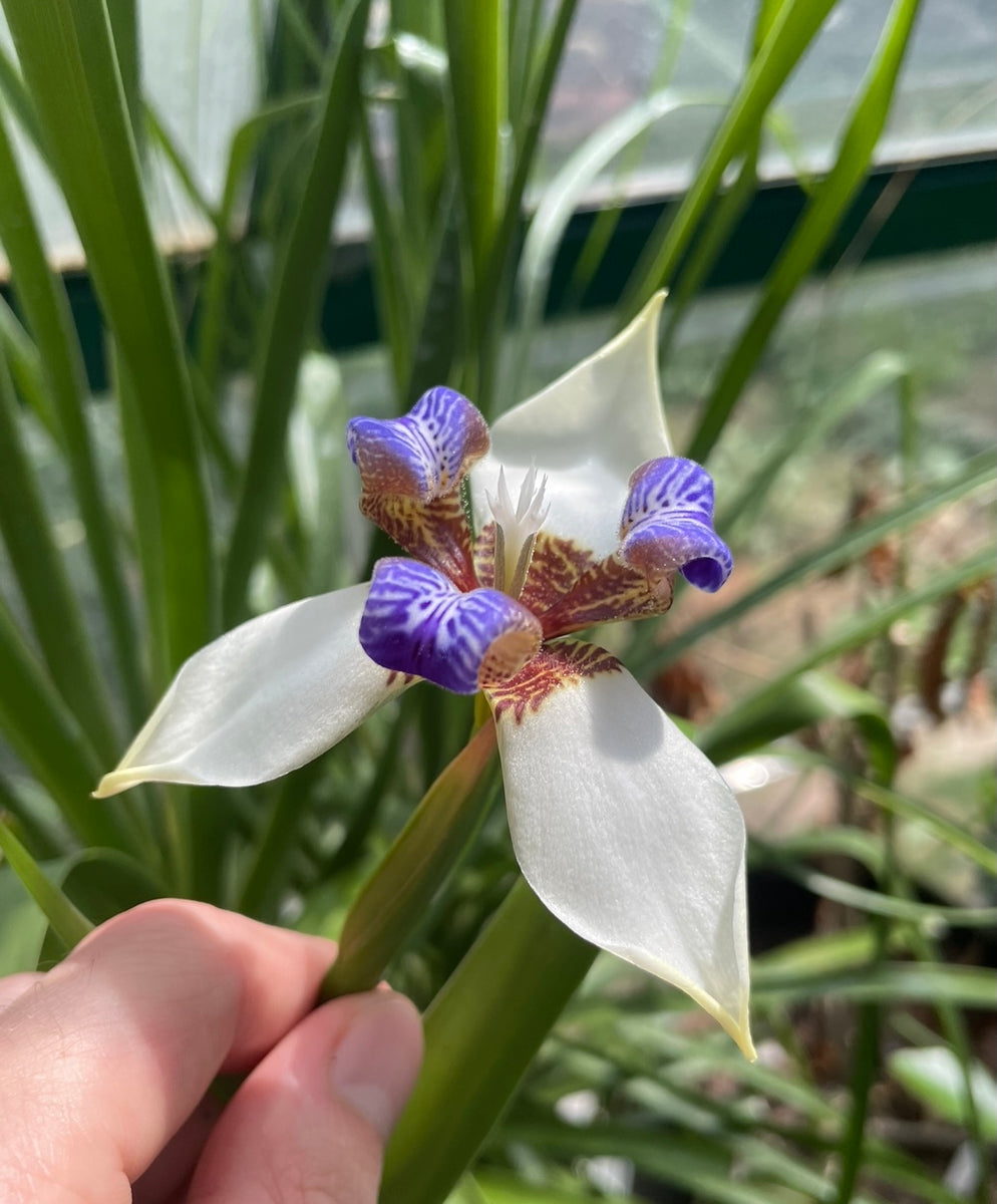 Neomarica northiana Live Plant - Walking Iris 2.5"x2.5"x3" pot ...