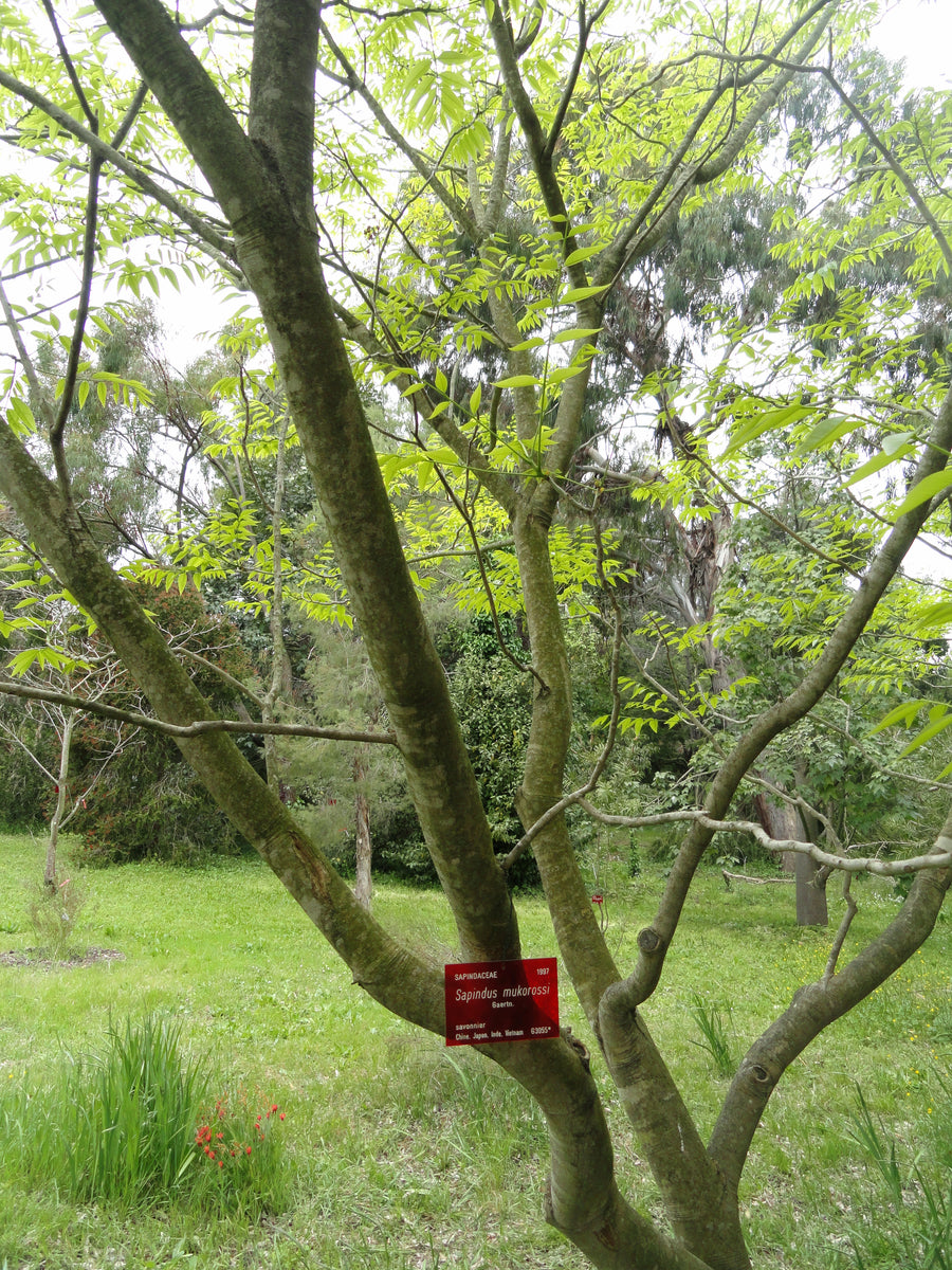 Sapindus mukorossi Seeds - Indian Soapberry Tree – thegardenofset