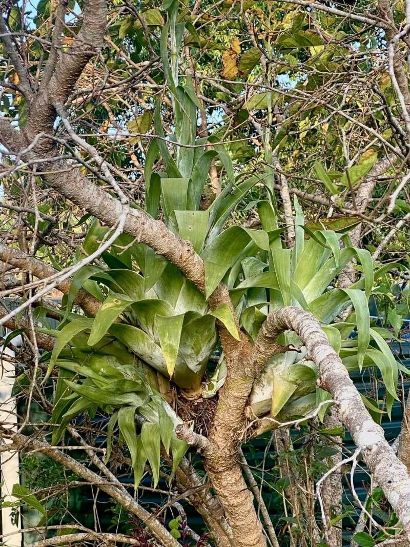 Tillandsia compacta Seeds - Air Plant – thegardenofset