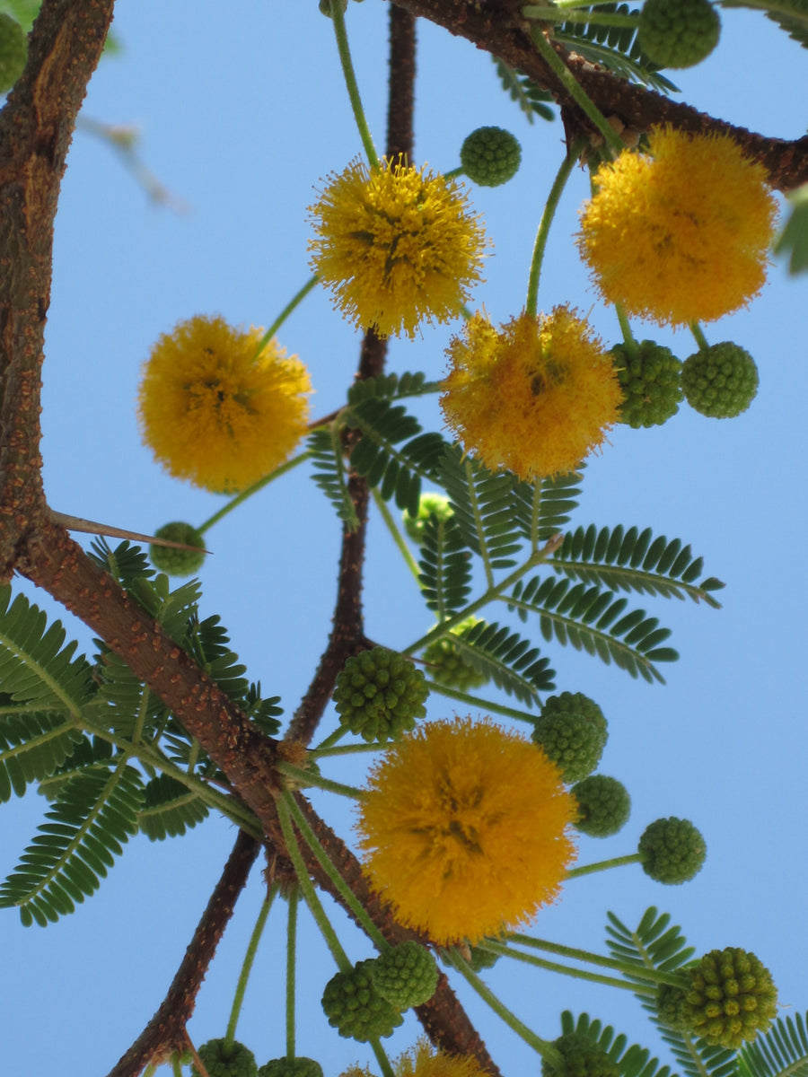 Acacia smallii Seeds - Sweet Acacia – thegardenofset