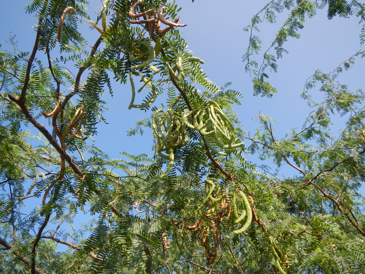 Acacia smallii Seeds - Sweet Acacia – thegardenofset