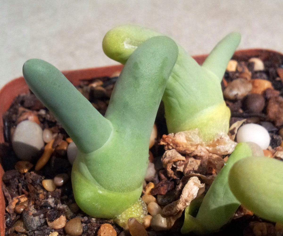 Dactylopsis digitata Seeds - Finger and Thumb Plant – thegardenofset
