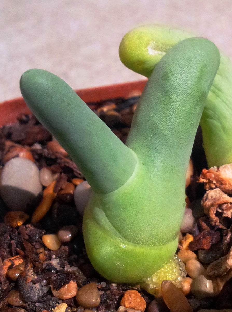 Dactylopsis digitata Seeds - Finger and Thumb Plant – thegardenofset