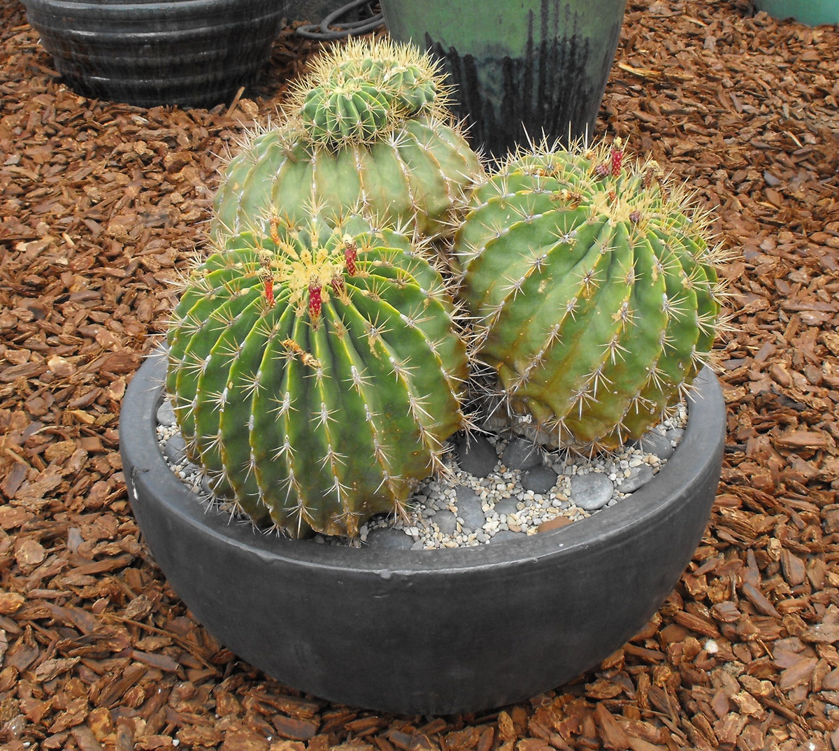 Echinocactus electracanthus Seeds – thegardenofset