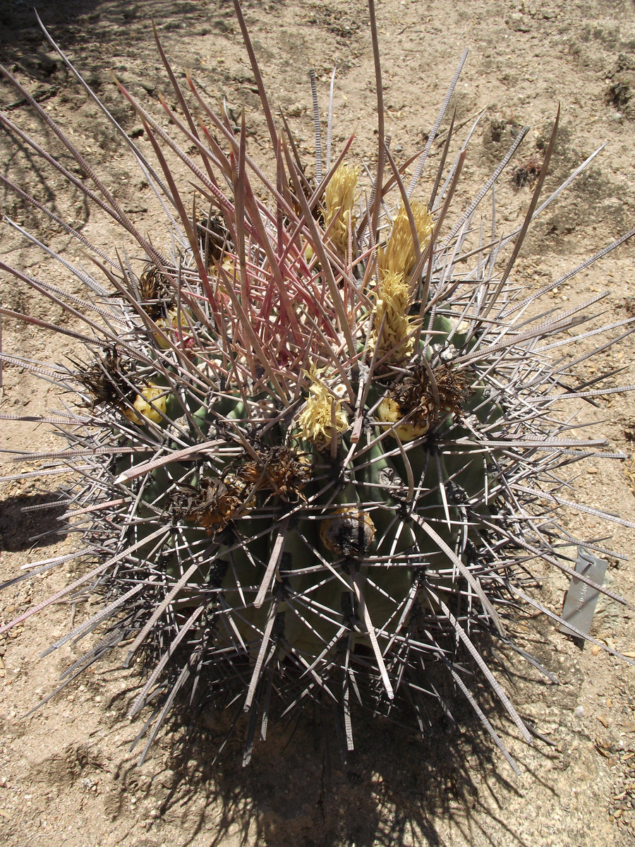 Ferocactus rectispinus Seeds - Spined Barrel Cactus – thegardenofset