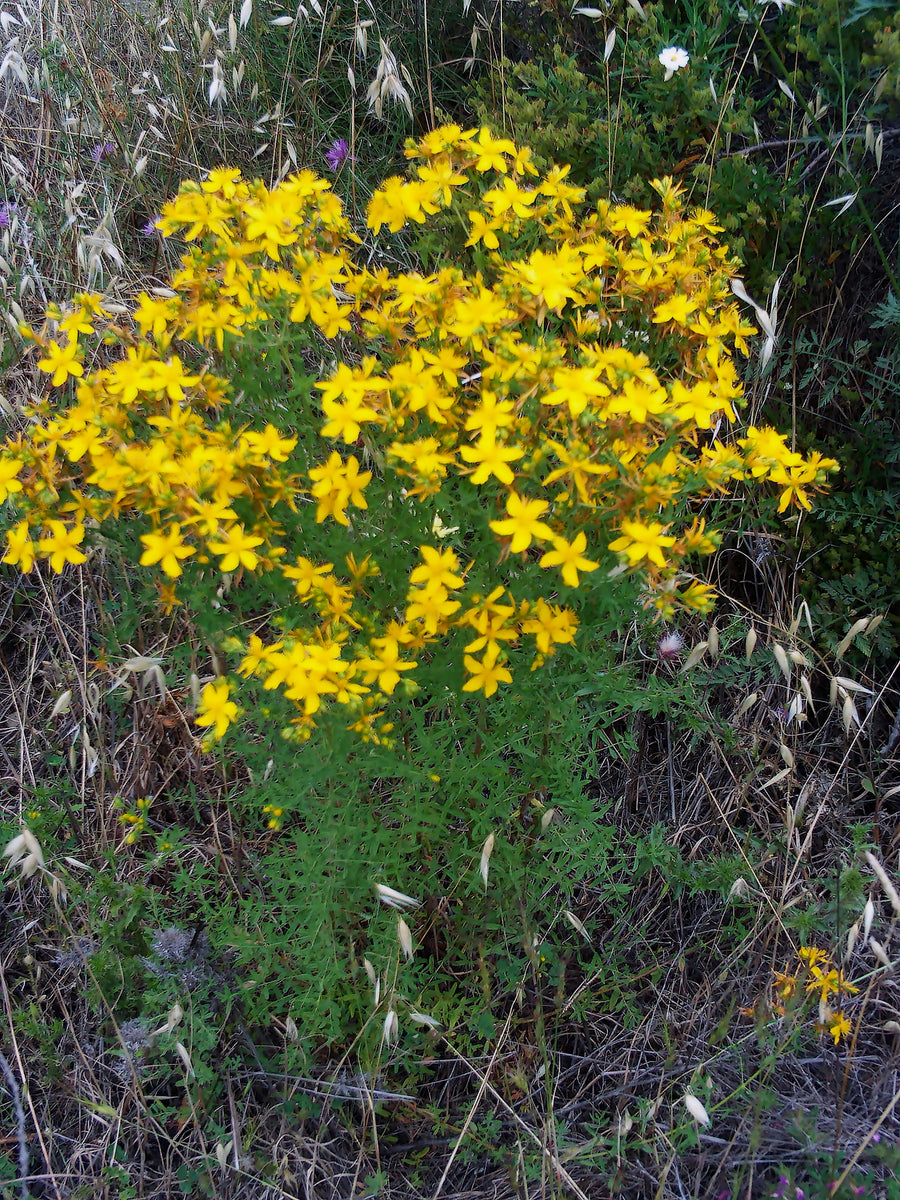 Hypericum perforatum Seeds - St. John's Wort – thegardenofset
