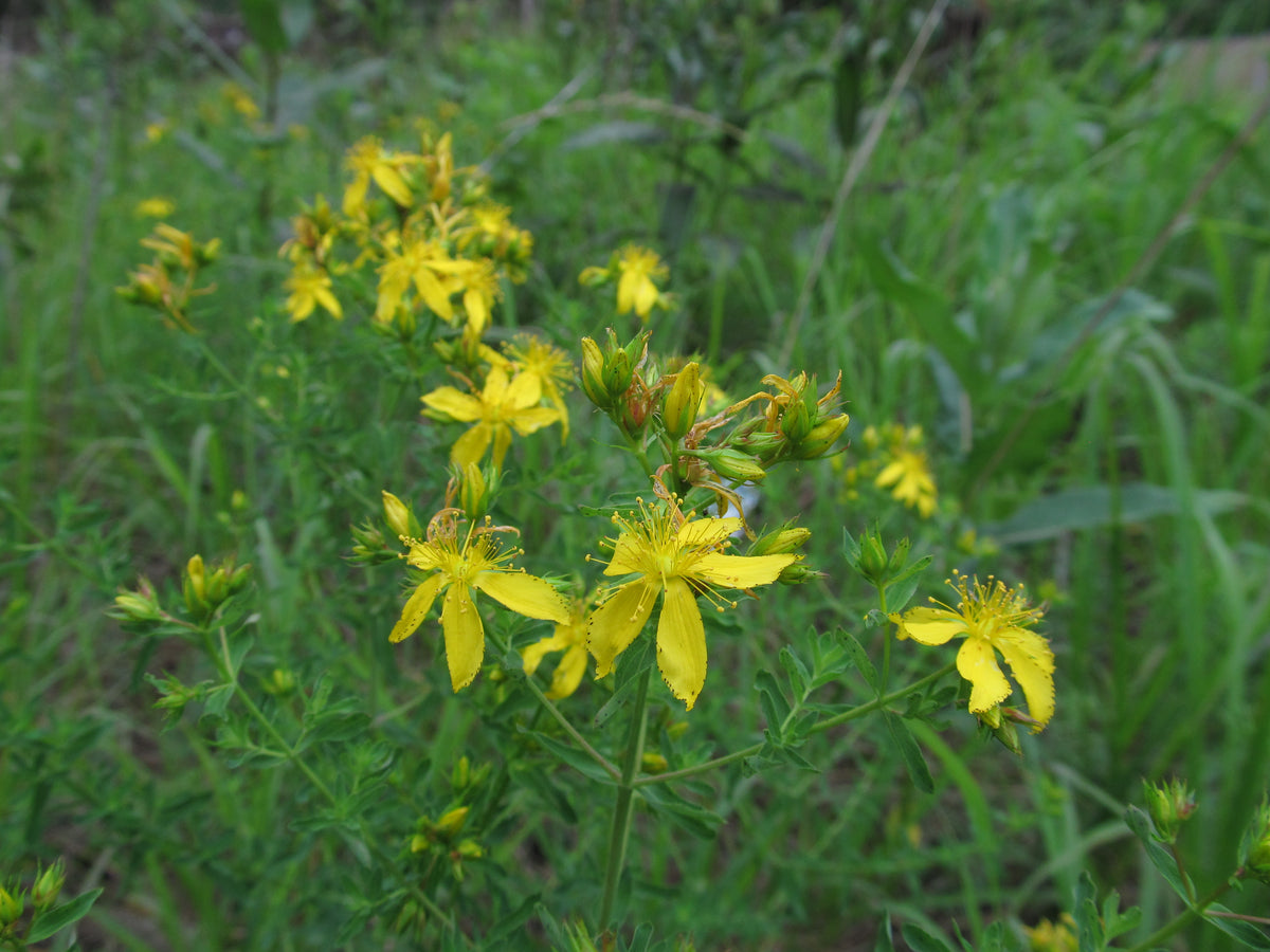 Hypericum perforatum Seeds - St. John's Wort – thegardenofset