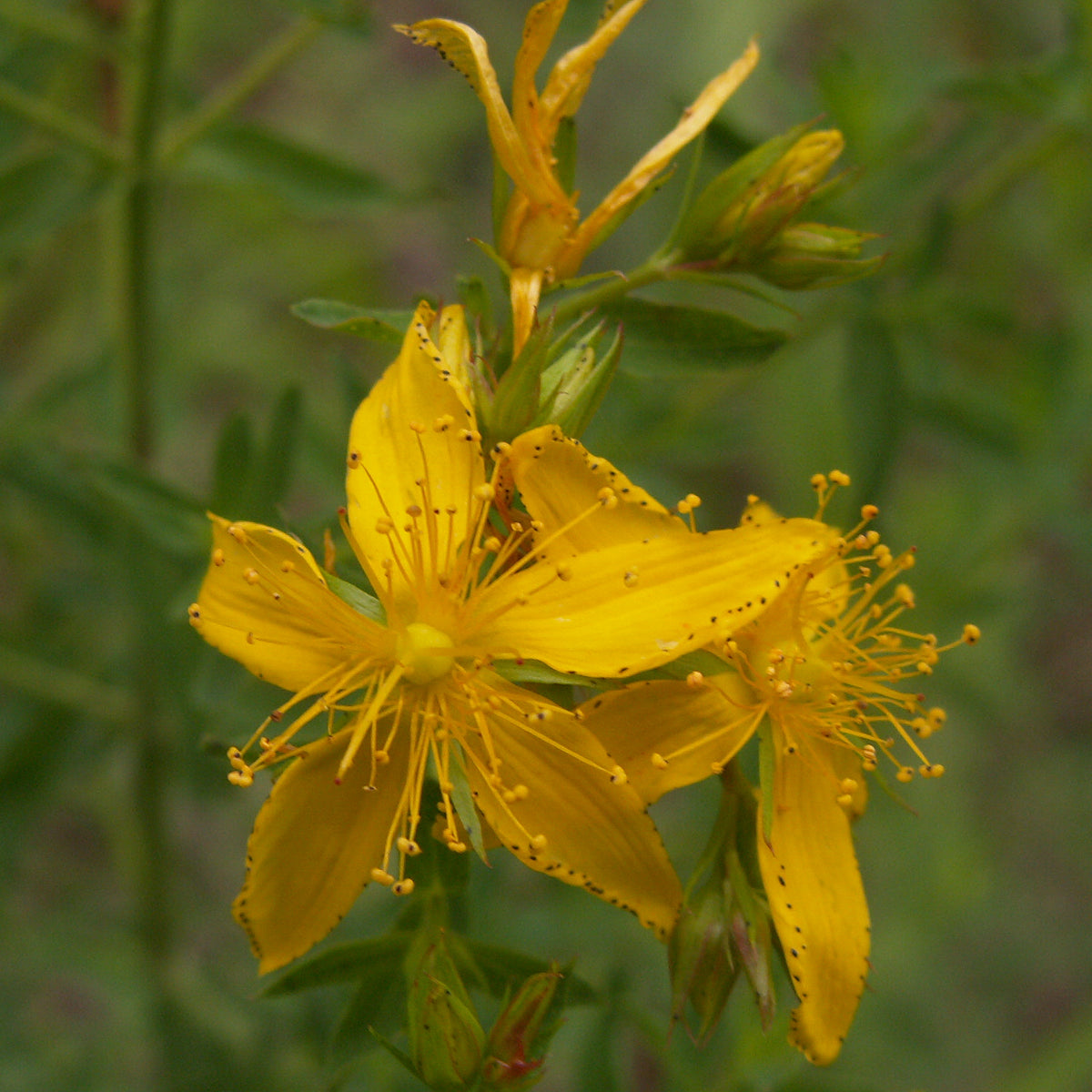 Hypericum perforatum Seeds - St. John's Wort – thegardenofset