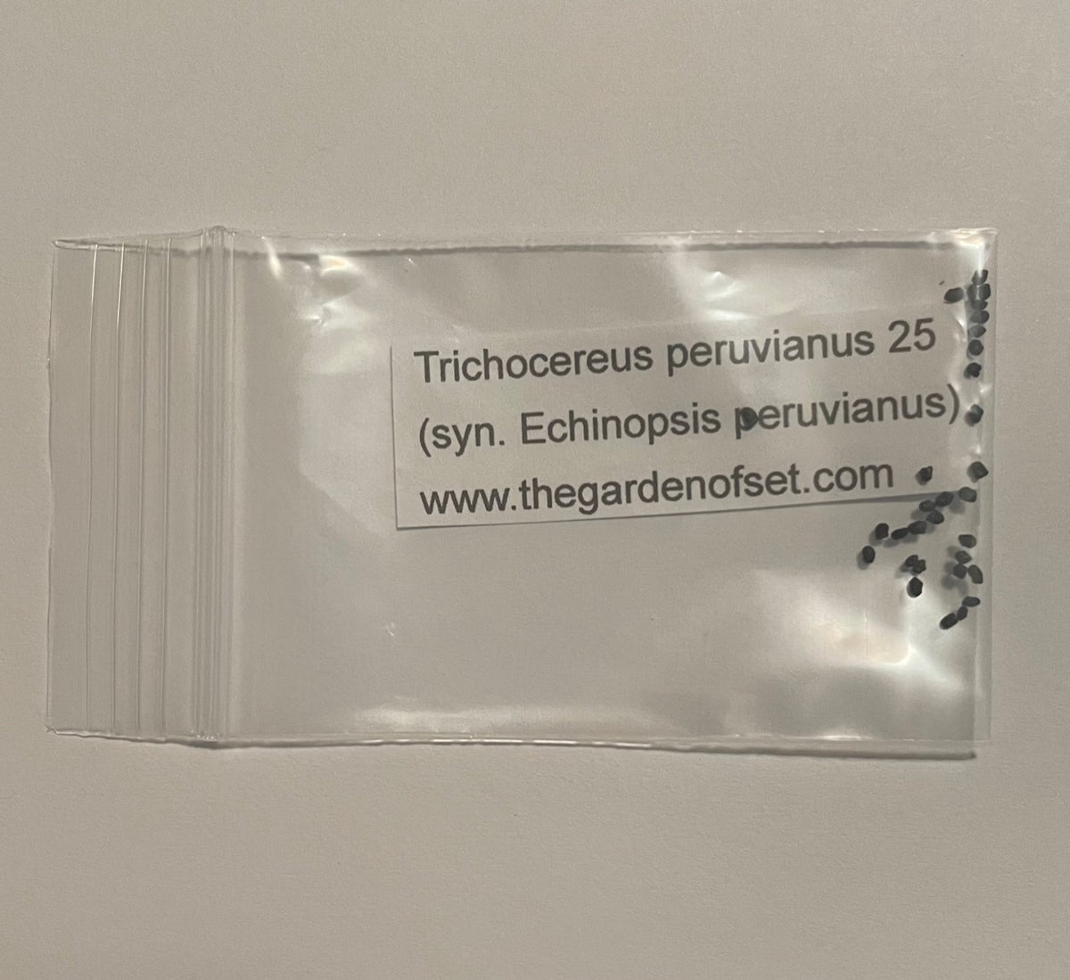 Peruvian Echinopsis 25 Seeds - Peruvian Tricho – thegardenofset