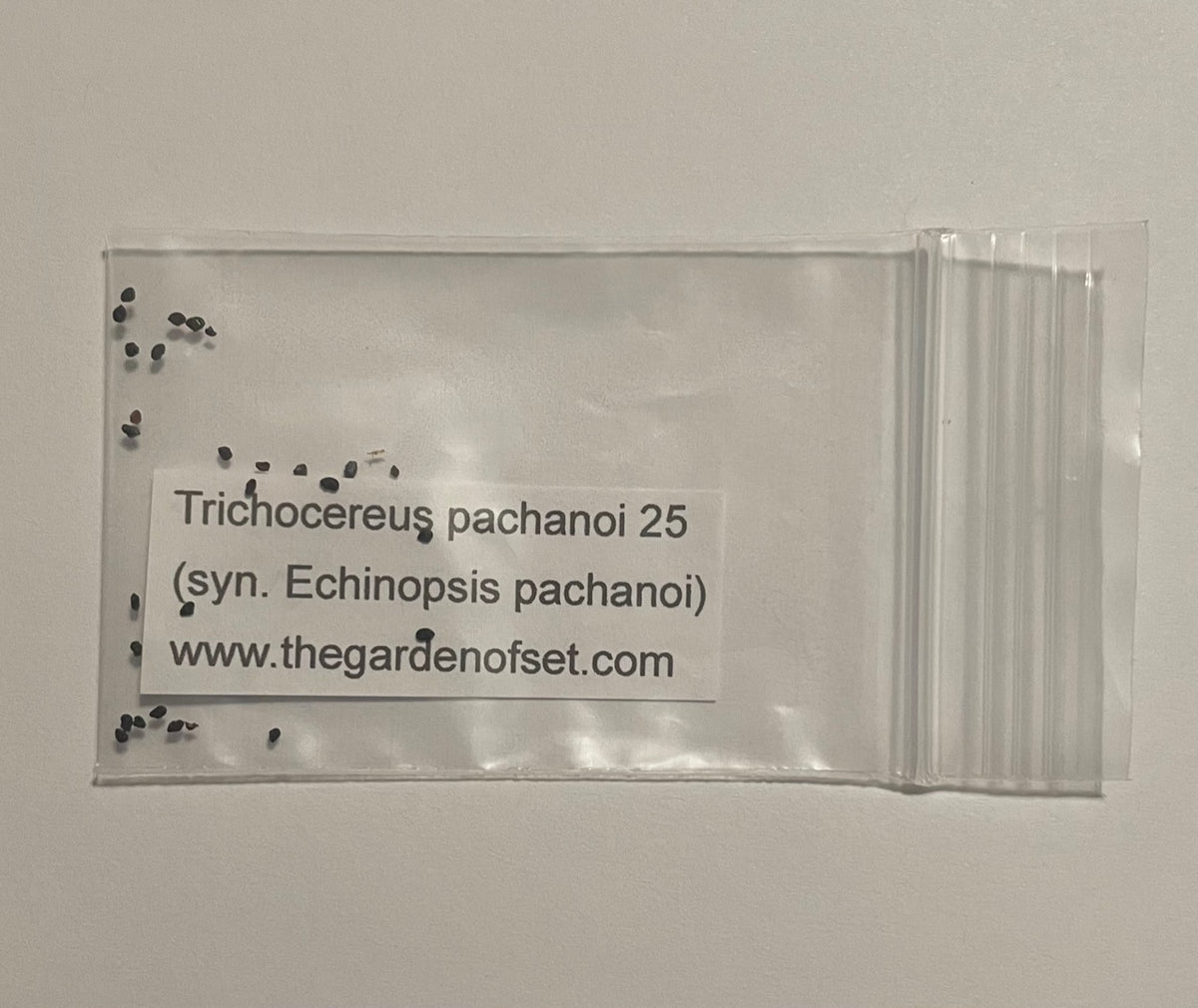 Echinopsis pachy. 25 Seeds - Tricho pachy. – thegardenofset
