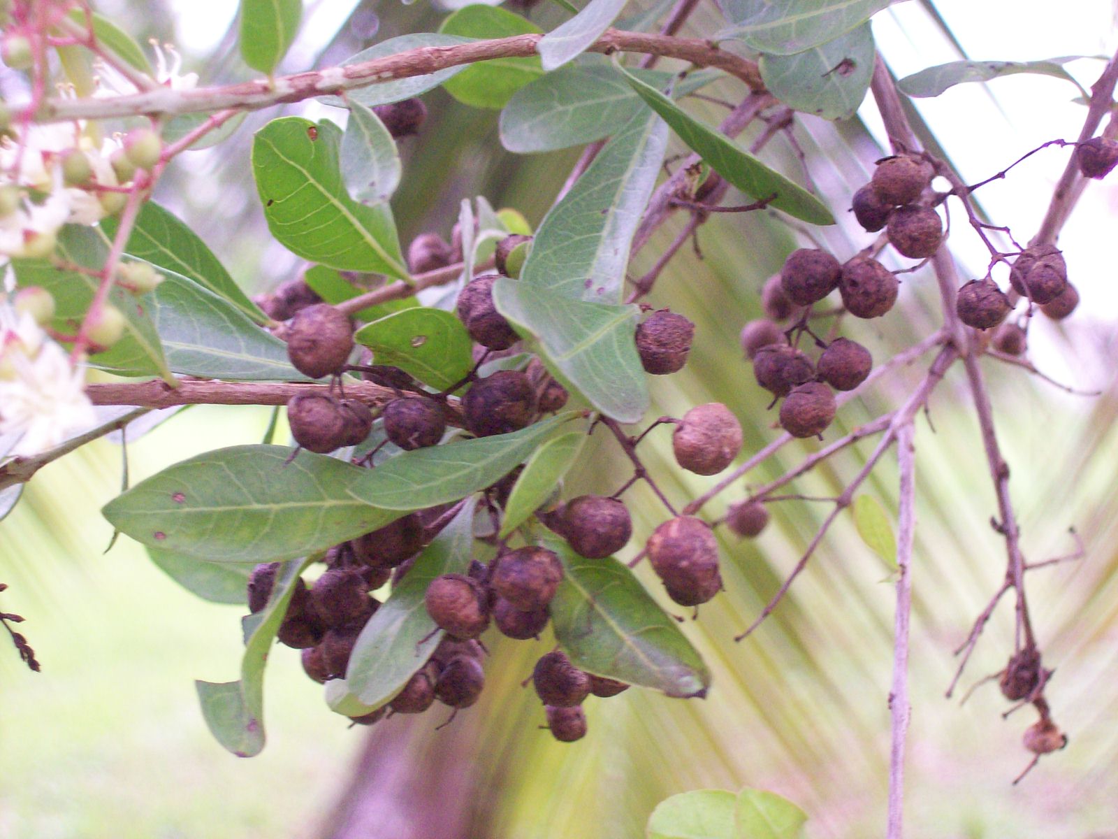 Lawsonia Inermis