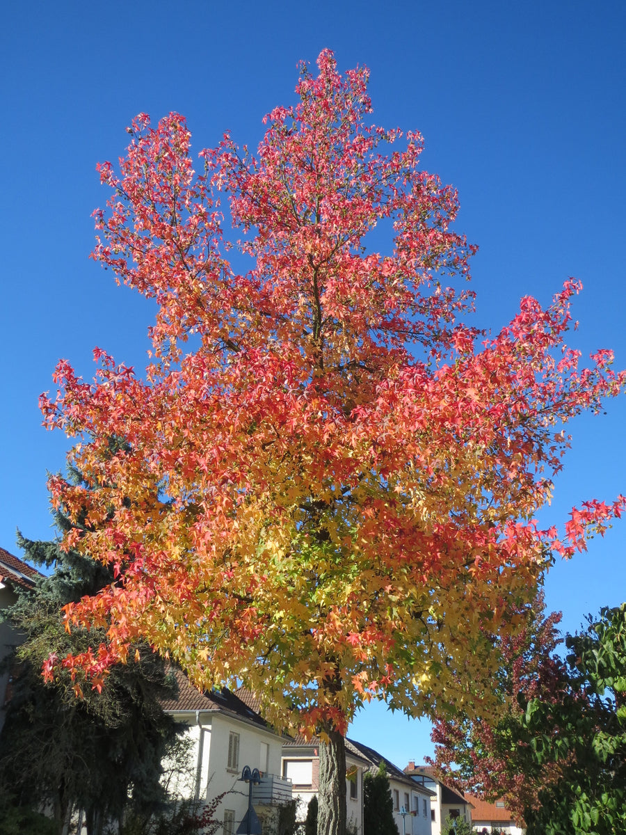 Liquidambar styraciflua 25 Seeds - American Sweetgum – thegardenofset