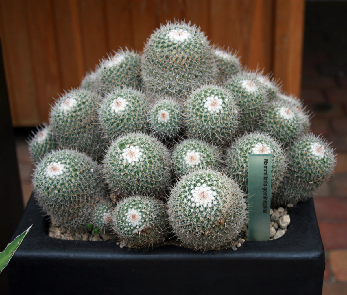 Mammillaria geminispina Seeds - Twin Spined Cactus – thegardenofset
