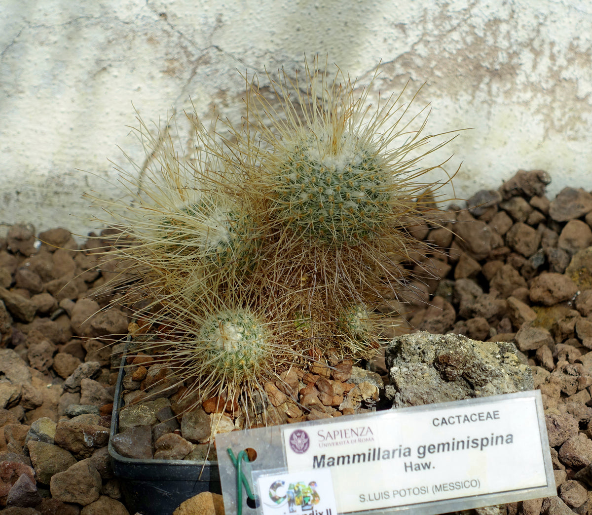 Mammillaria geminispina Seeds - Twin Spined Cactus – thegardenofset