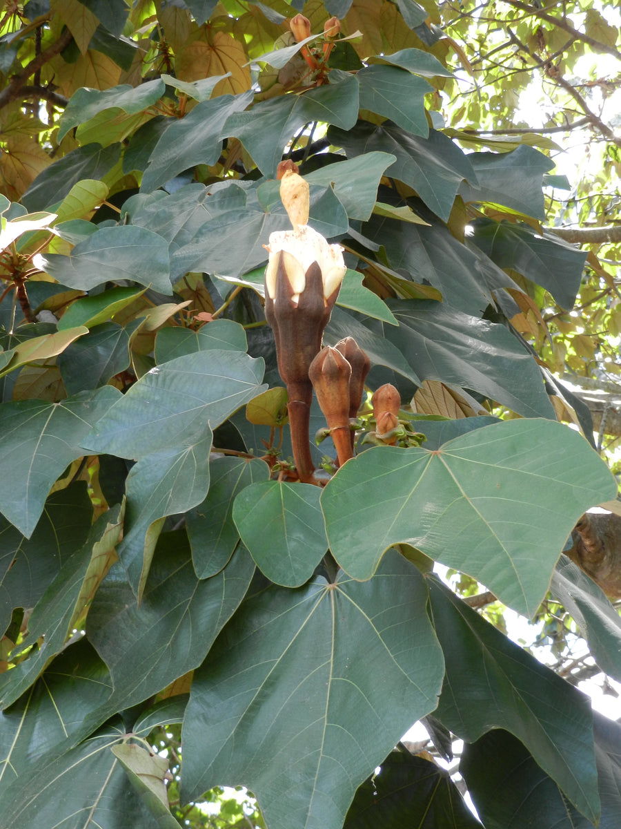 Ochroma pyramidale Seeds - Balsa Tree – thegardenofset