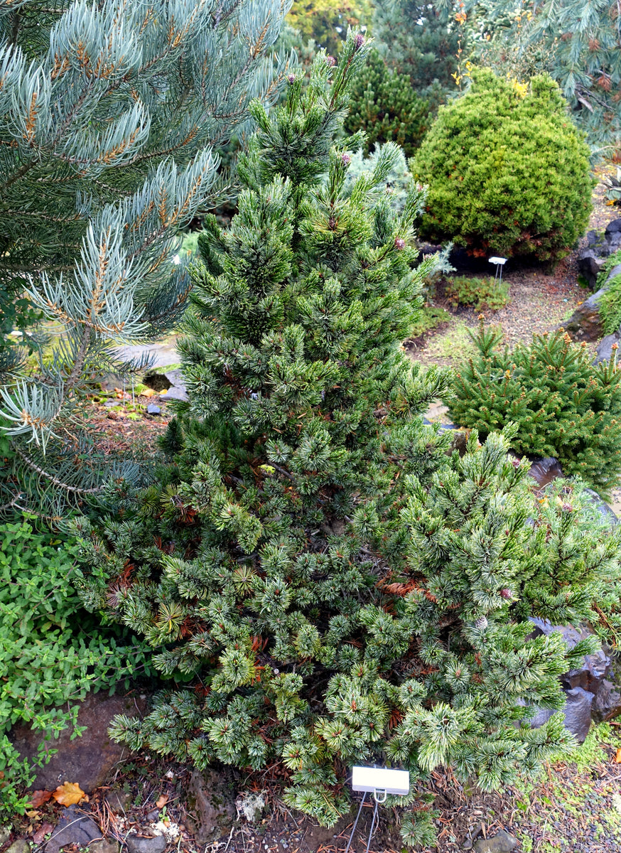 Pinus aristata Seeds - Colorado Bristlecone Pine – thegardenofset