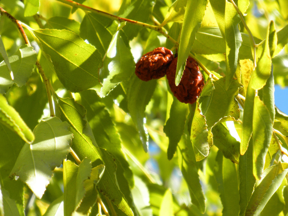 Ziziphus jujuba Seeds - Jujube – thegardenofset