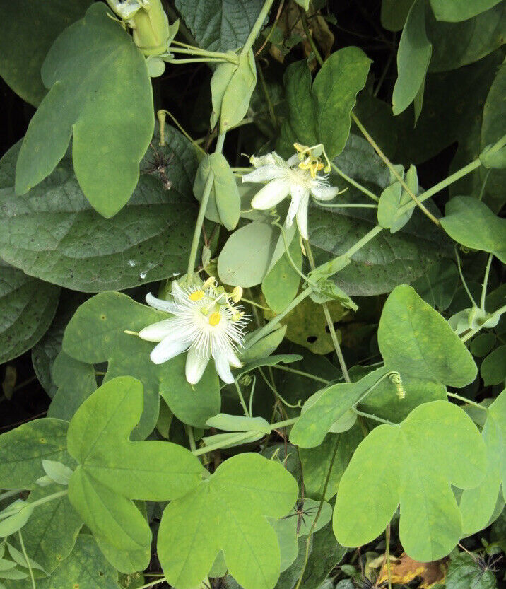 Passiflora subpeltata Seeds - White Passionflower – thegardenofset